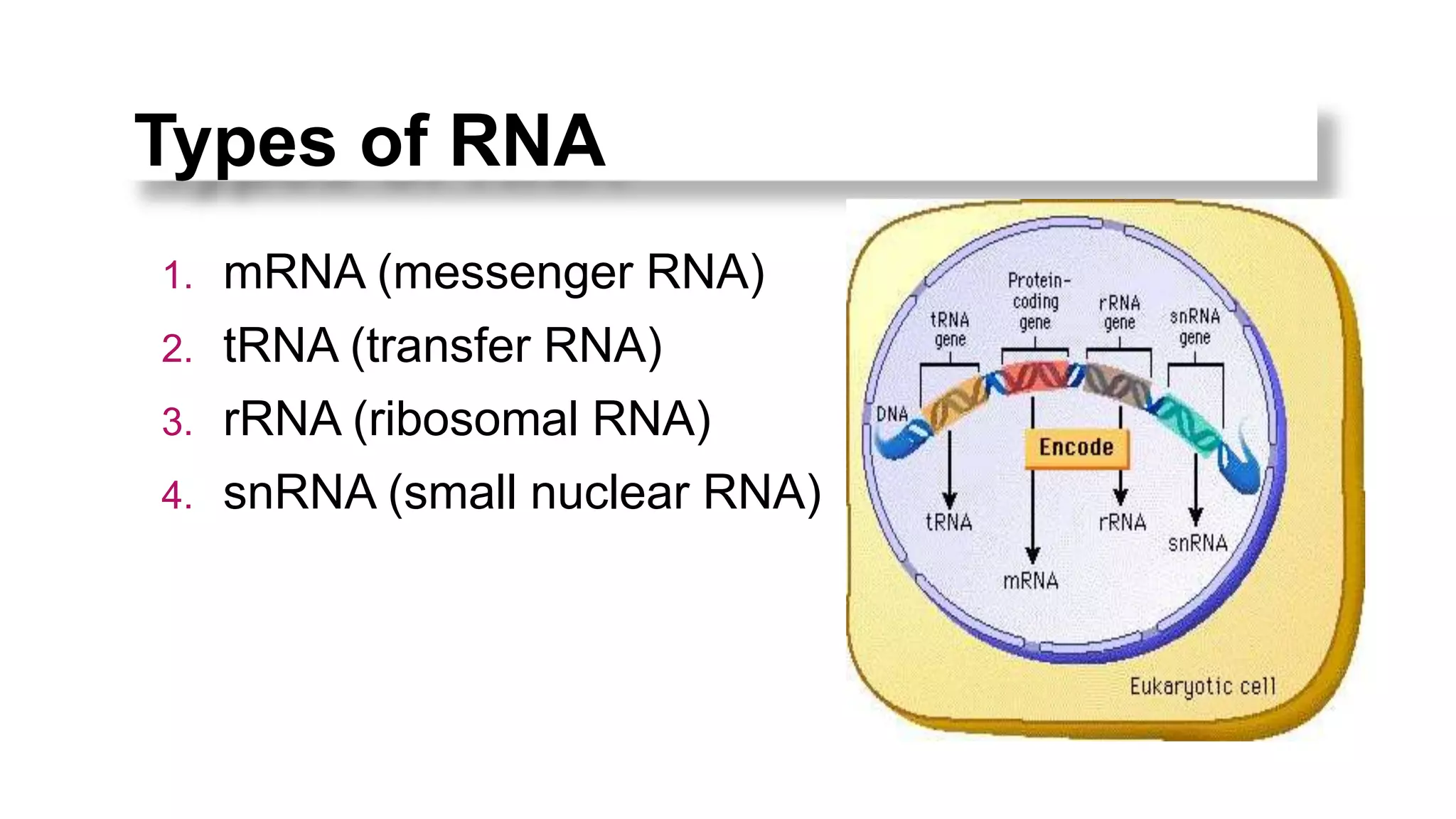The Central Dogma: An Introduction | PPTX | Programming Languages ...