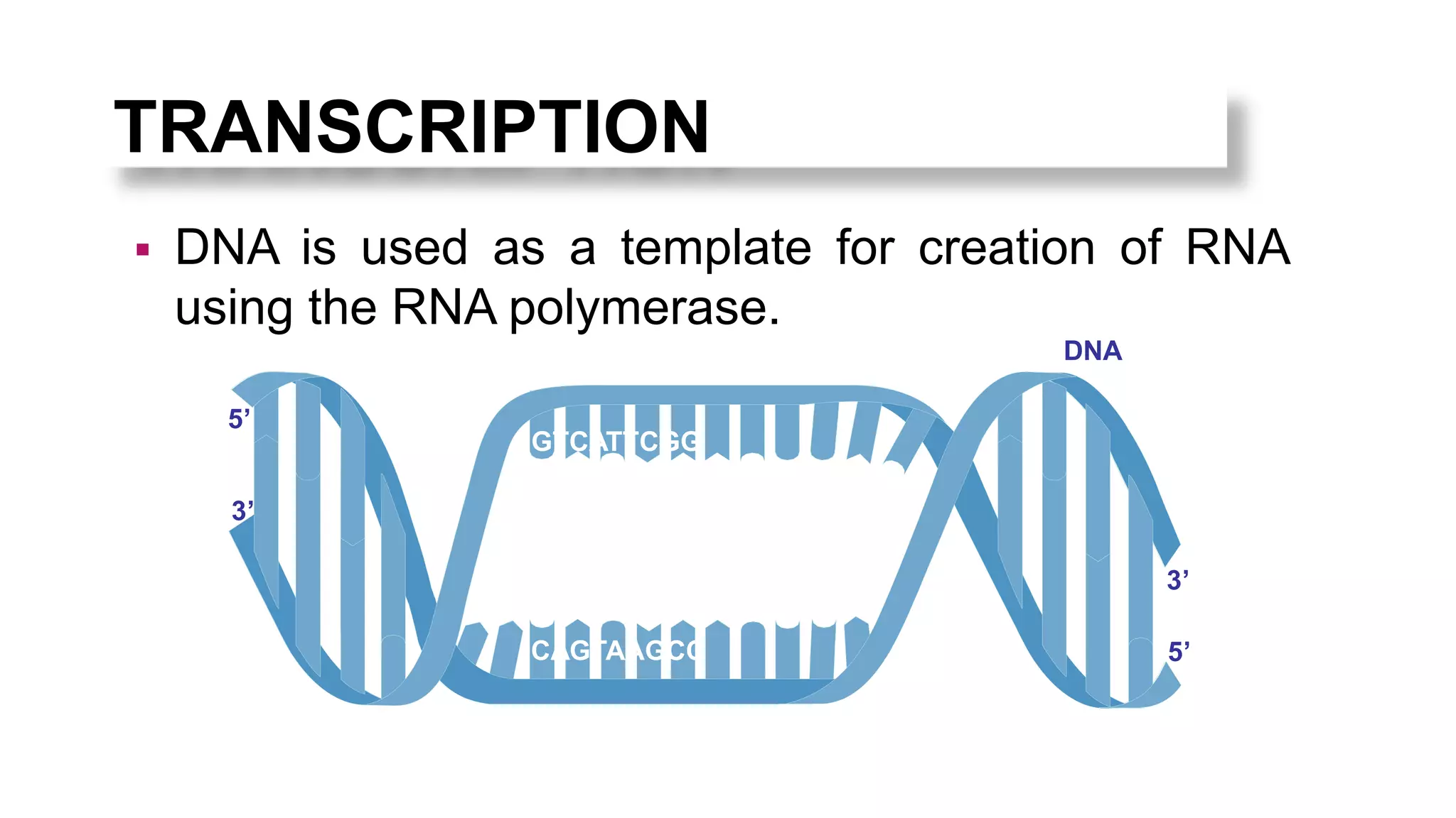The Central Dogma: An Introduction | PPTX