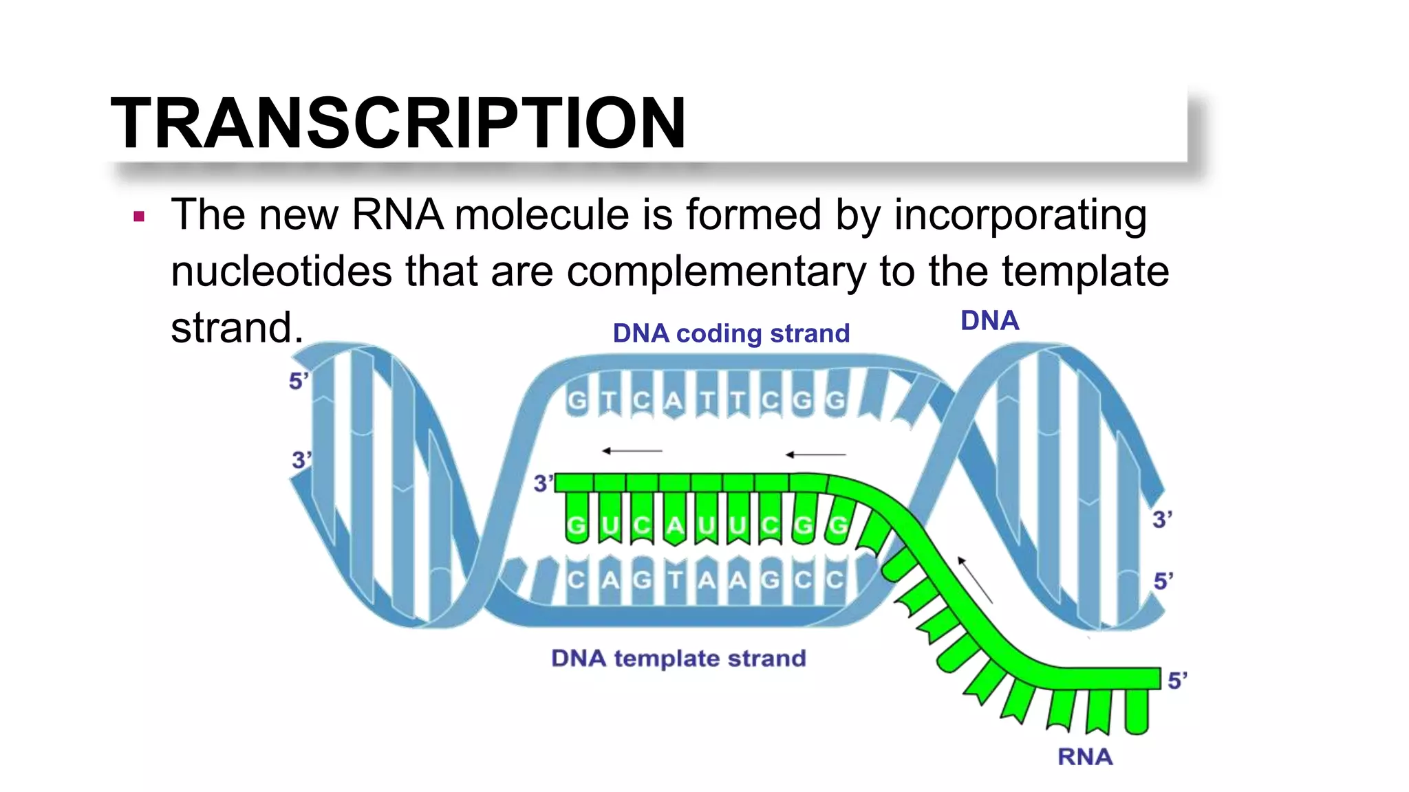The Central Dogma: An Introduction | PPTX