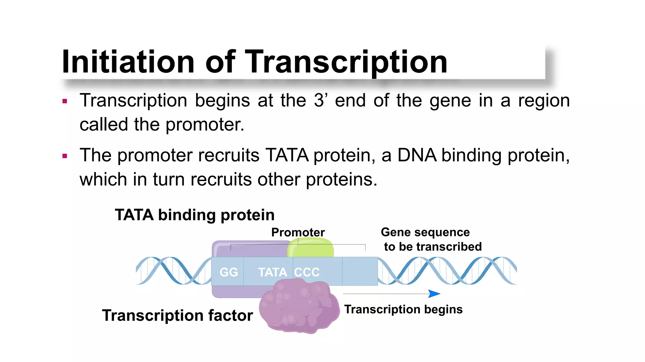 The Central Dogma: An Introduction | PPTX | Programming Languages ...