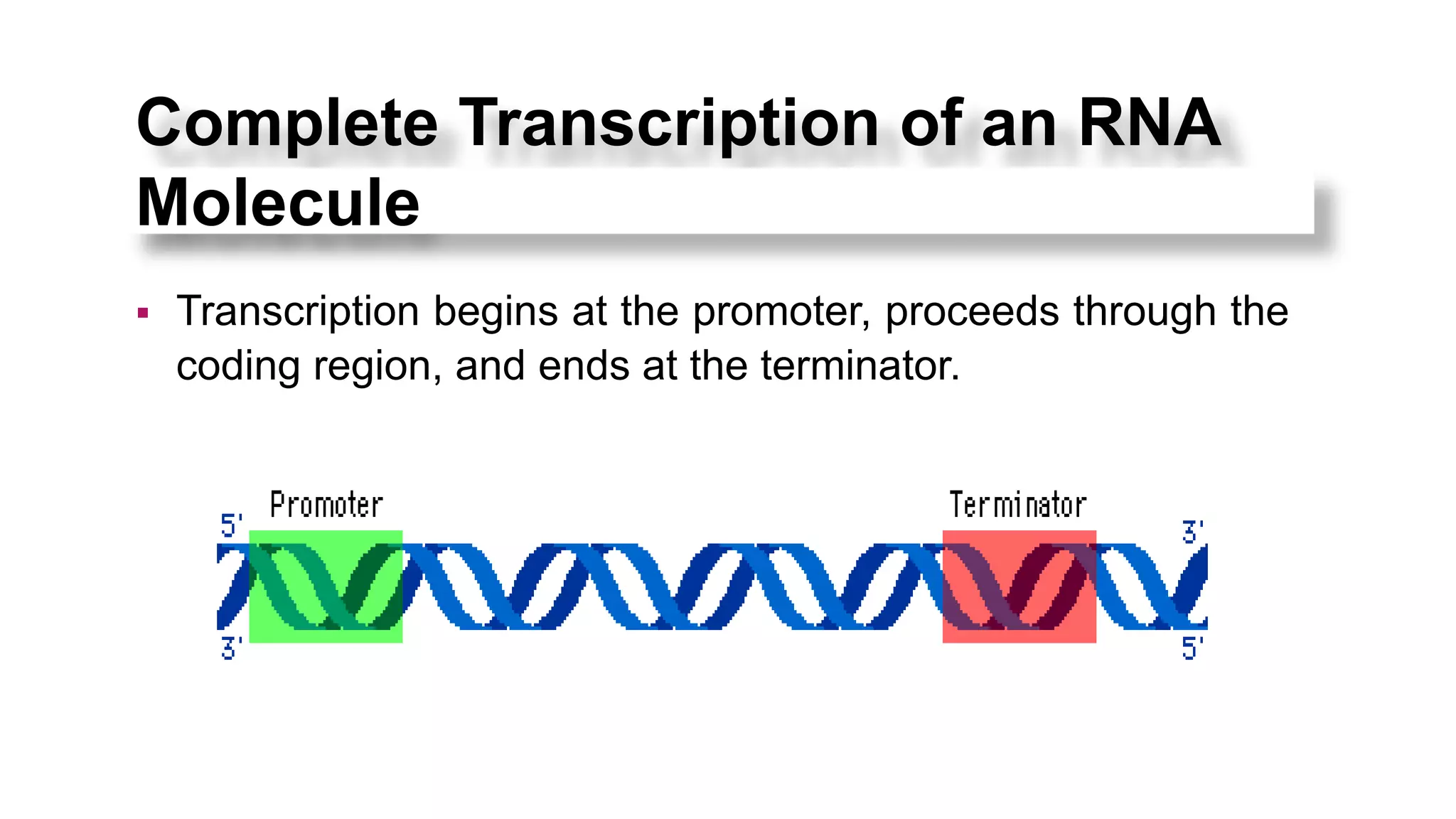 The Central Dogma: An Introduction | PPTX