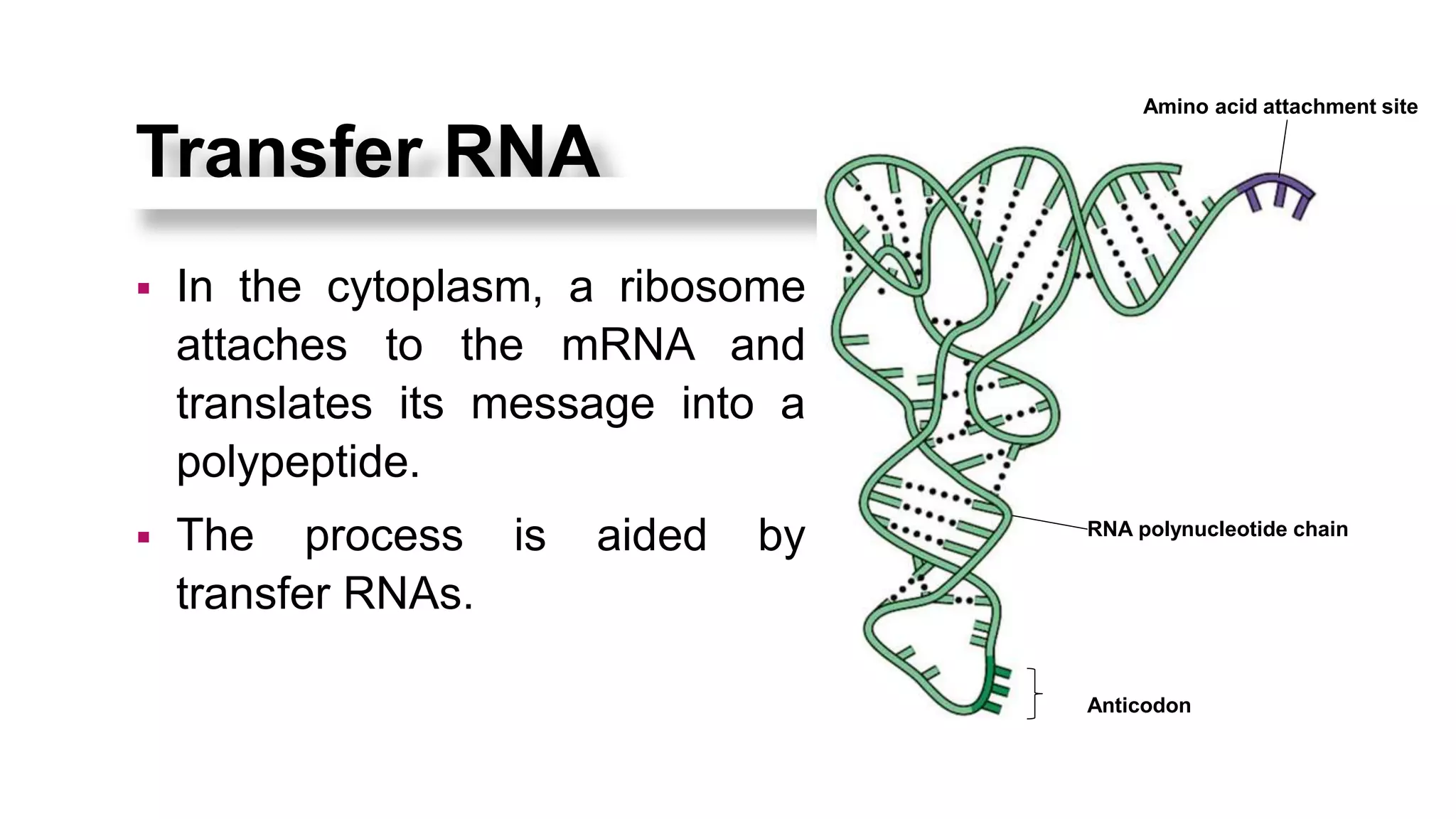 The Central Dogma: An Introduction | PPTX