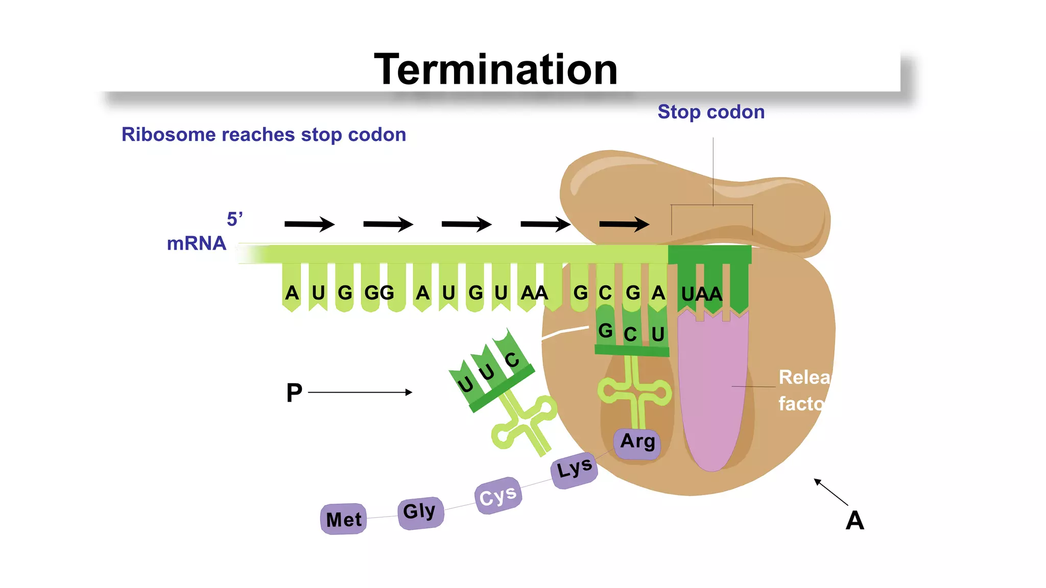 The Central Dogma: An Introduction | PPTX