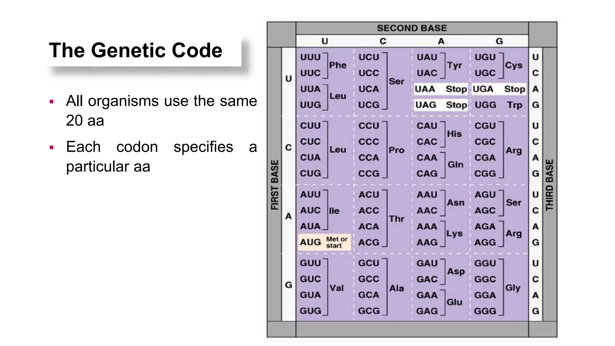 The Central Dogma: An Introduction | PPTX
