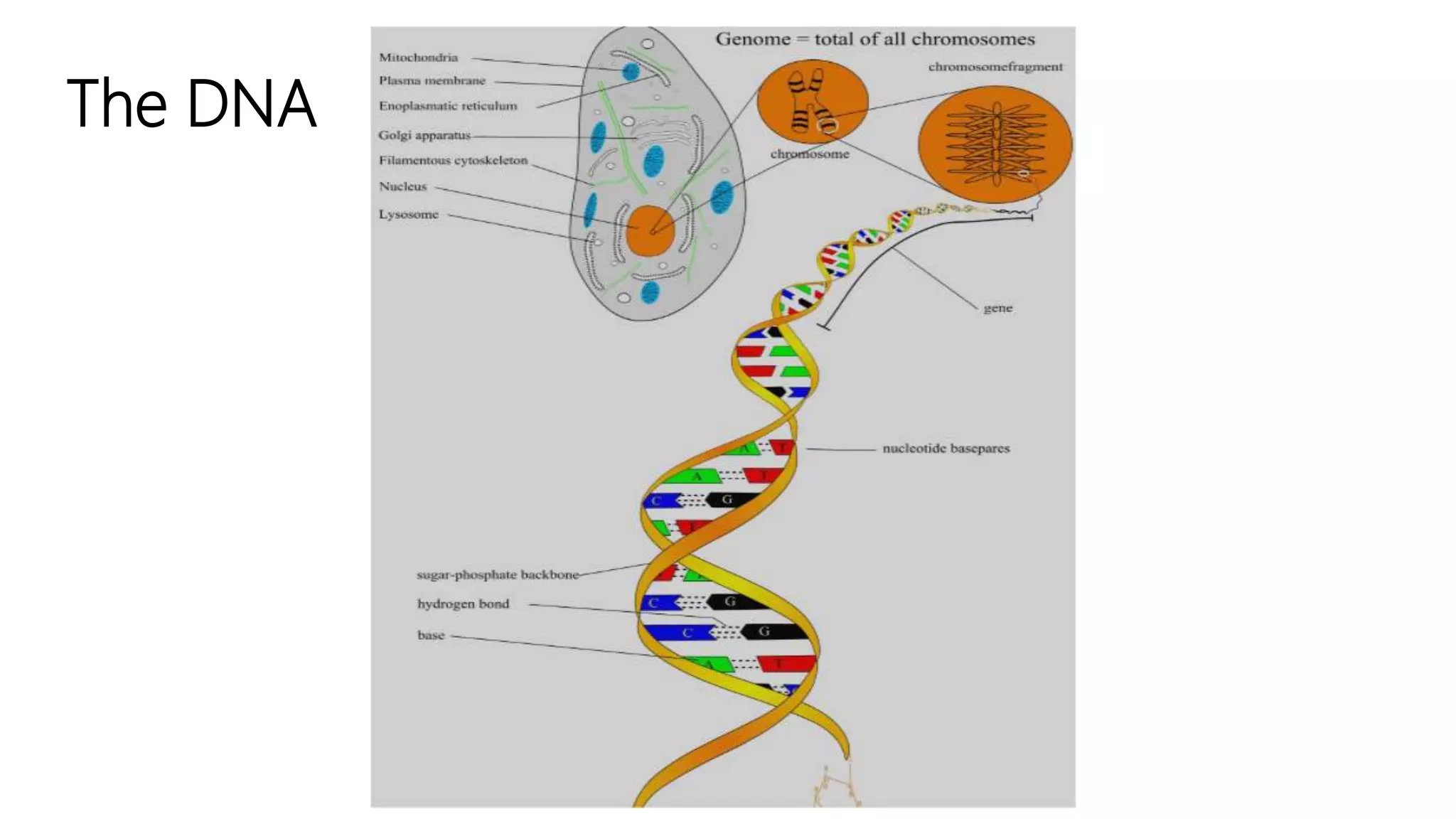 The Central Dogma: An Introduction | PPTX