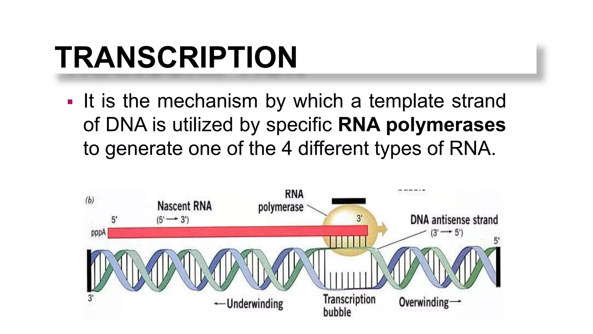 The Central Dogma: An Introduction | PPTX