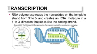 The Central Dogma: An Introduction | PPTX