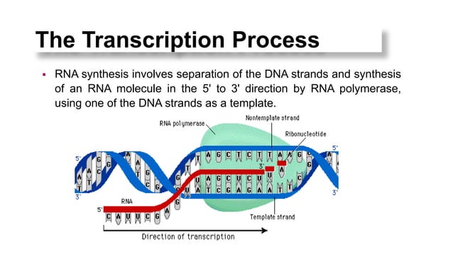 The Central Dogma: An Introduction | PPTX | Programming Languages | Computing