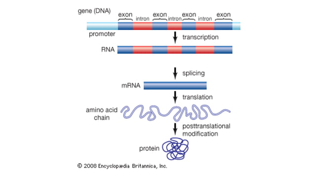 The Central Dogma: An Introduction | PPTX | Programming Languages | Computing