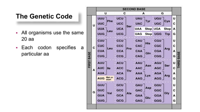 The Central Dogma: An Introduction | PPTX | Programming Languages | Computing