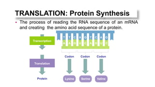The Central Dogma: An Introduction | PPTX