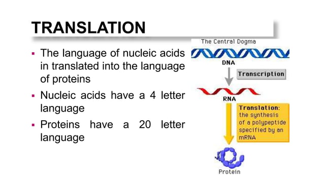 The Central Dogma: An Introduction | PPTX | Programming Languages | Computing
