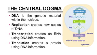 The Central Dogma: An Introduction | PPTX