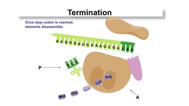 The Central Dogma: An Introduction | PPTX | Programming Languages | Computing