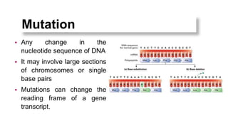 The Central Dogma: An Introduction | PPTX