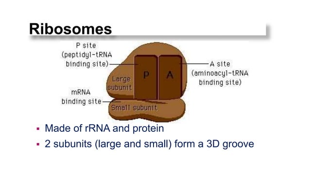 The Central Dogma: An Introduction