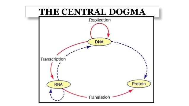 The Central Dogma: An Introduction