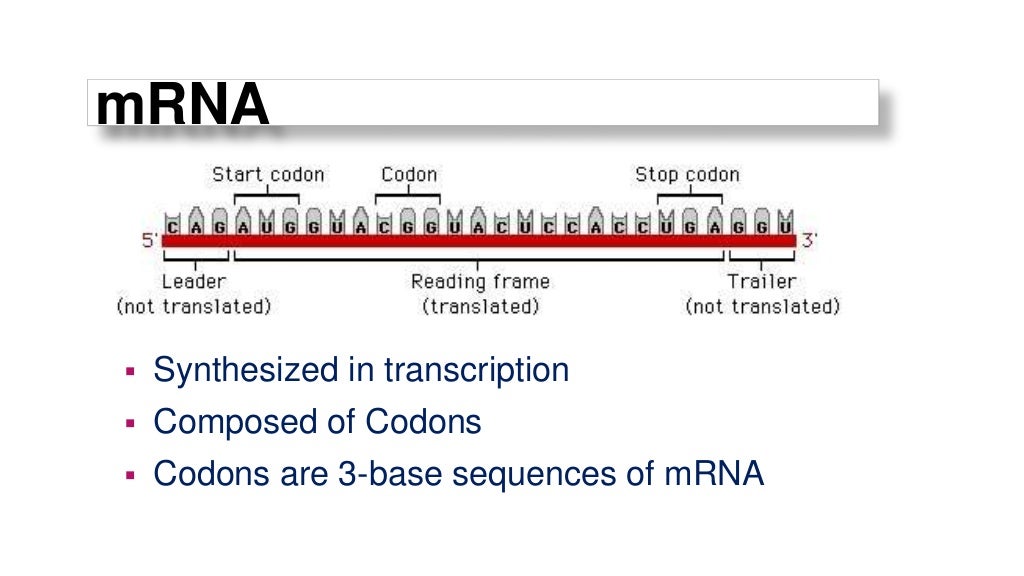 The Central Dogma: An Introduction