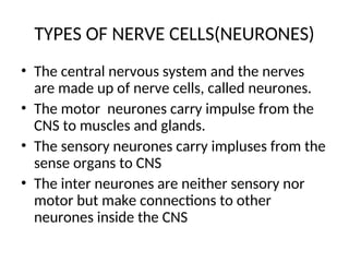THE CENTRAL NERVOUS system in science curriculum | PPT