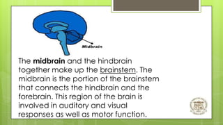 The Central Nervous System | PPT
