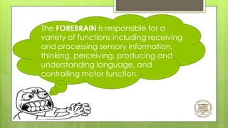 The Central Nervous System | PPT