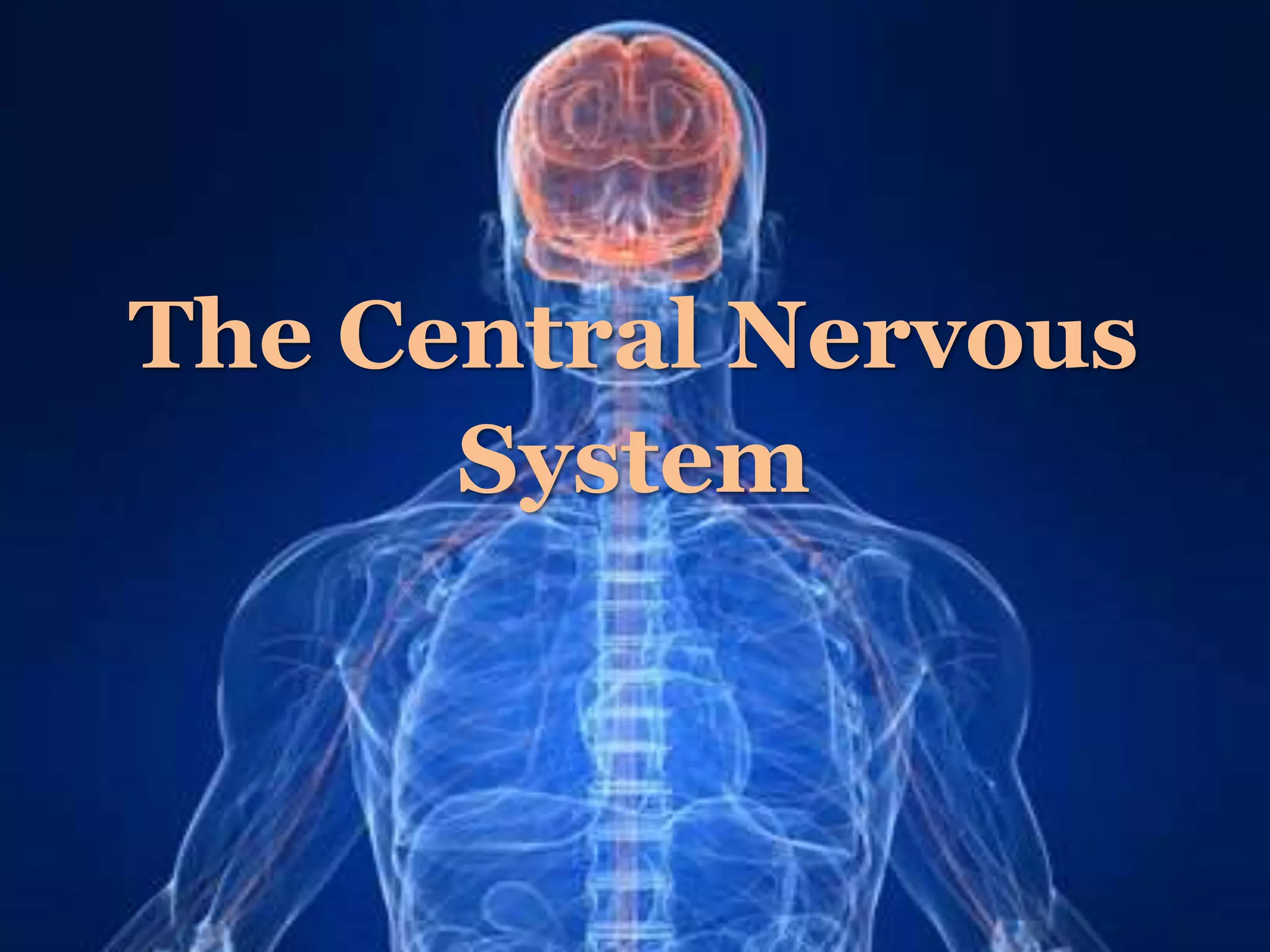 The central nervous system | PPTX