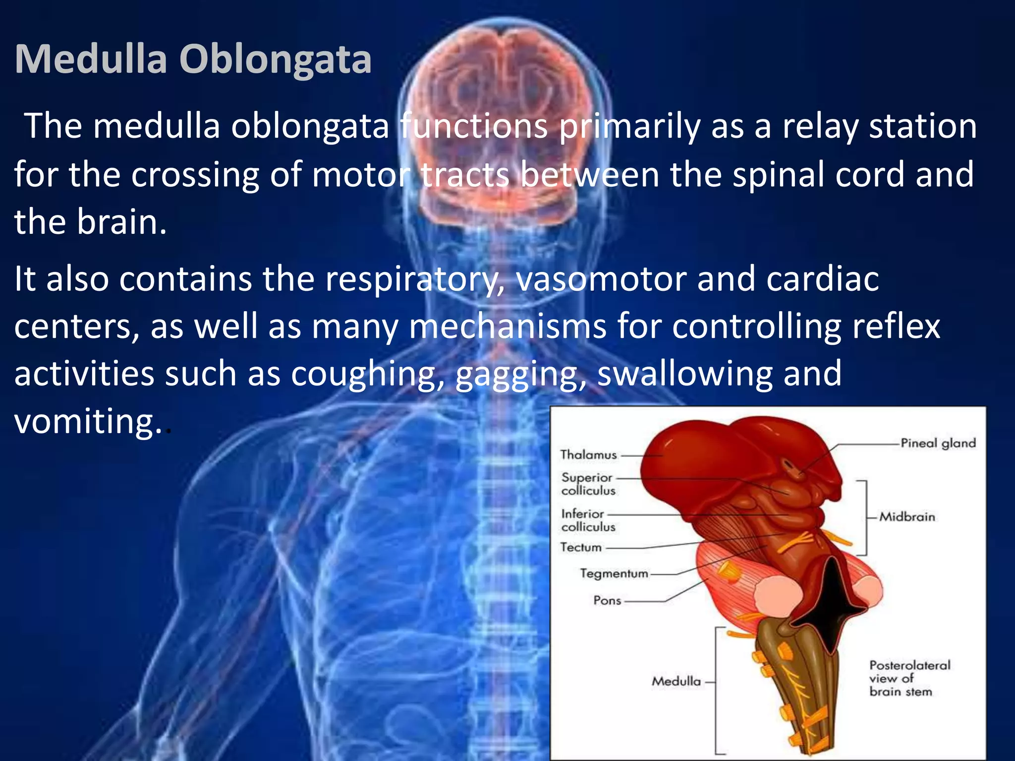 The central nervous system | PPTX
