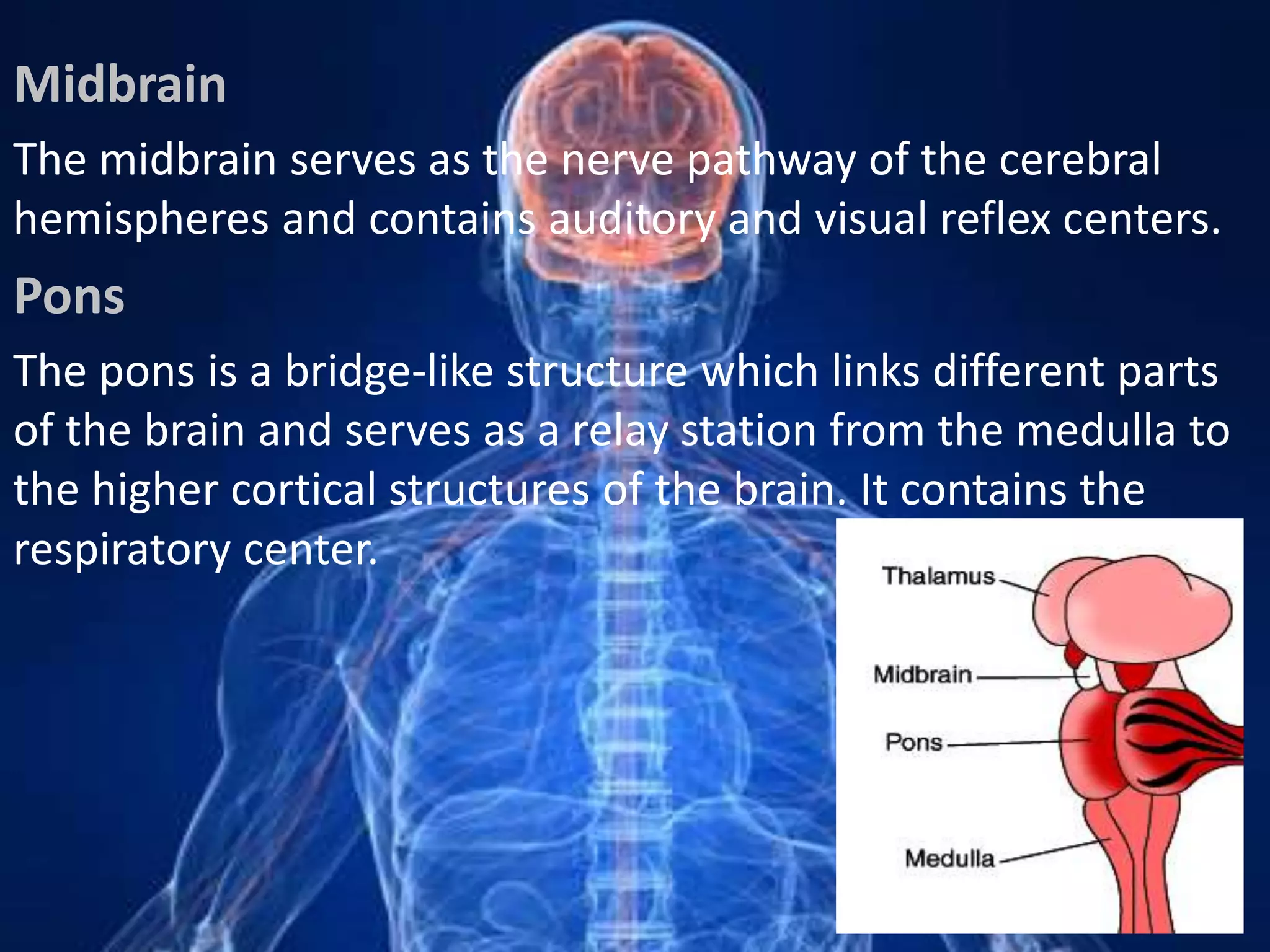 The central nervous system | PPTX