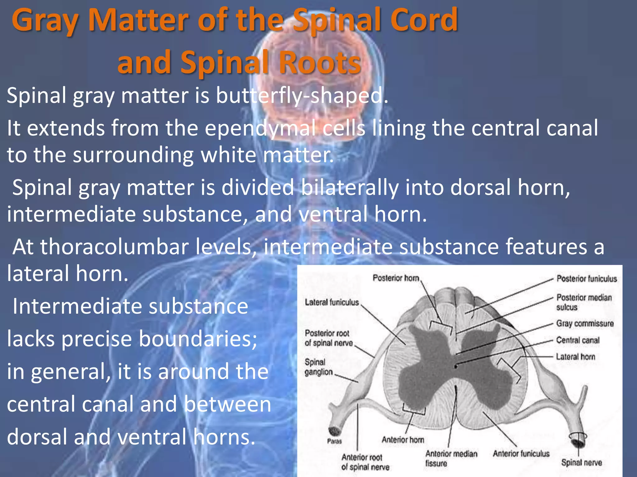 The central nervous system | PPTX