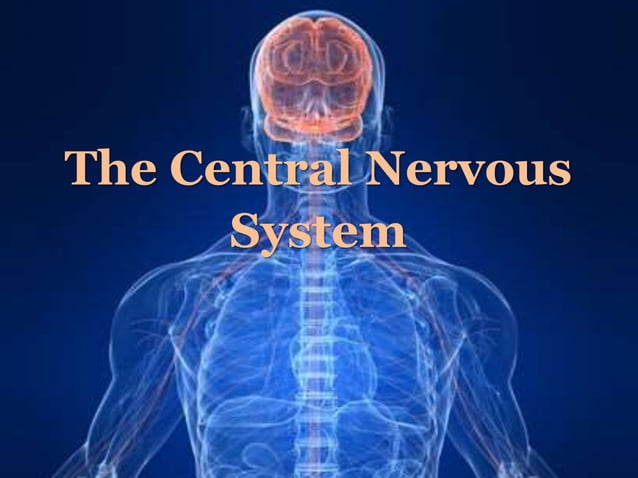 The central nervous system | PPT