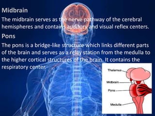 The central nervous system | PPTX | Brain and Nervous System Disorders ...