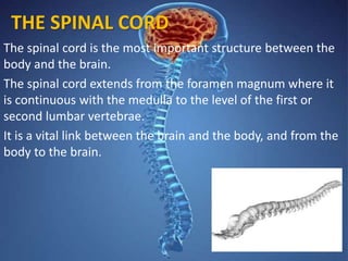 The central nervous system | PPTX | Brain and Nervous System Disorders ...