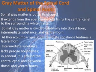 The central nervous system | PPTX