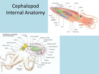 The cephalopods | PPTX