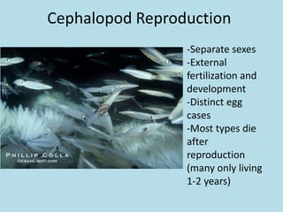 The cephalopods | PPTX