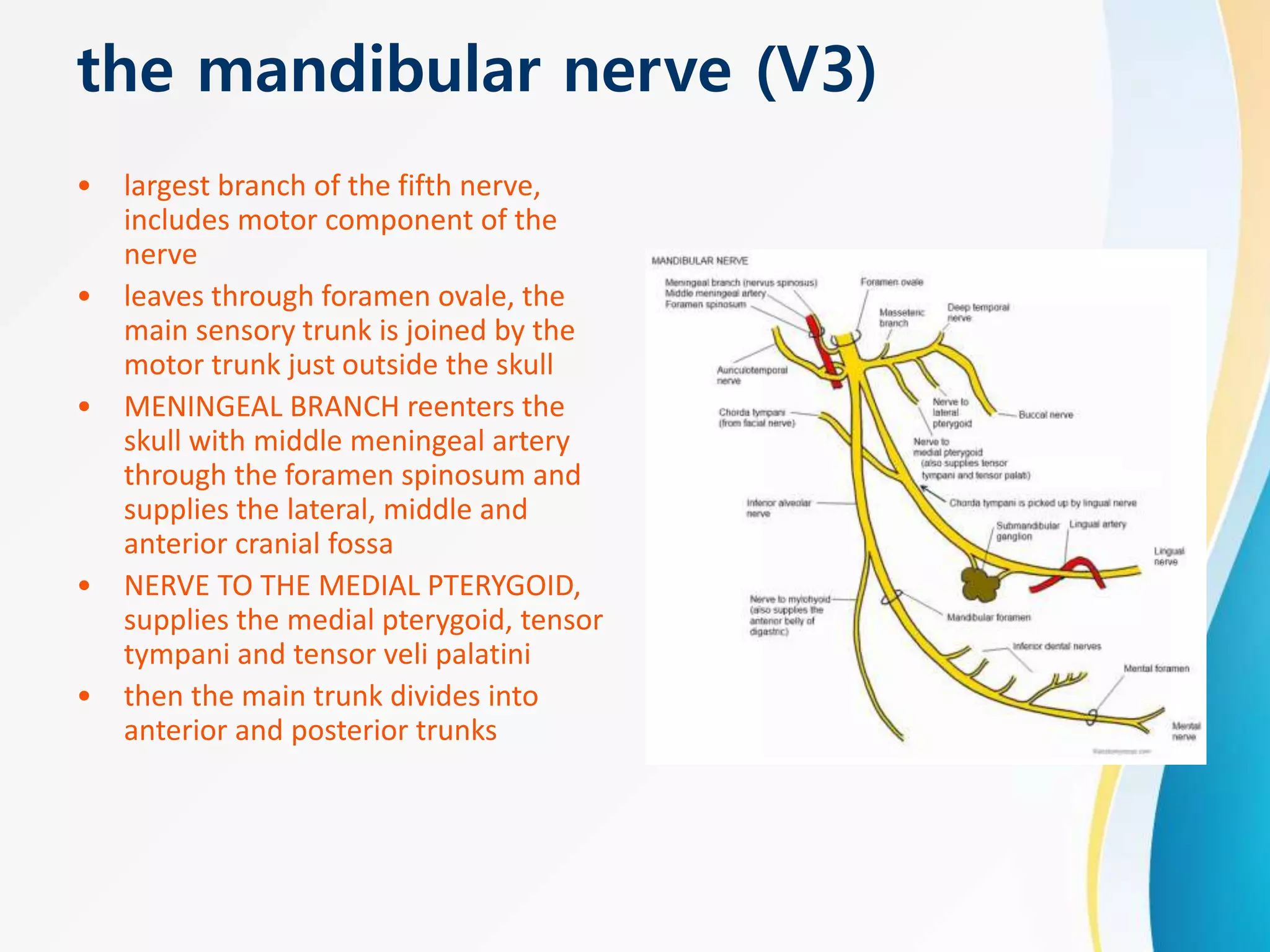 The cerebello pontine angle | PPTX