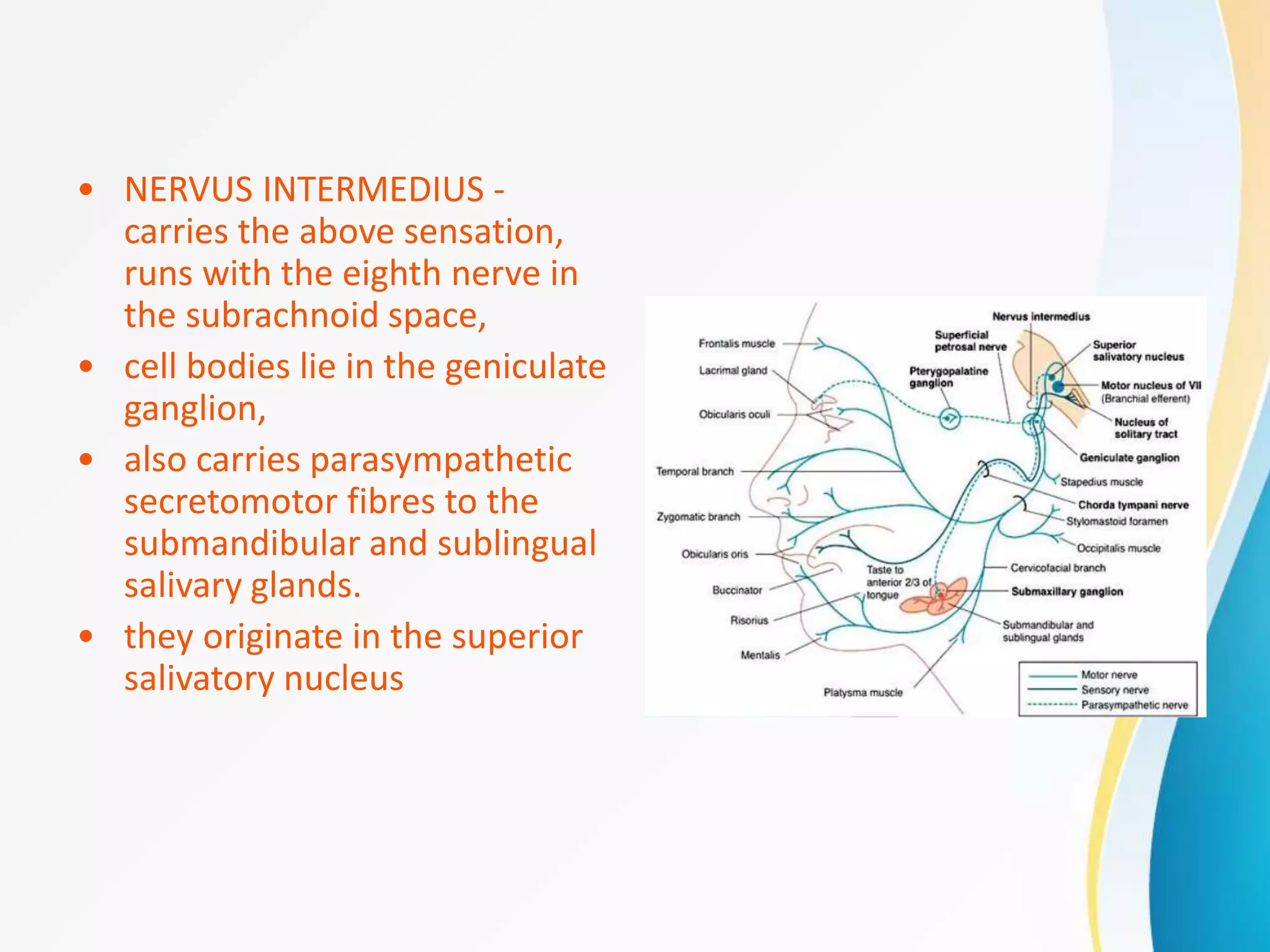 The cerebello pontine angle | PPTX