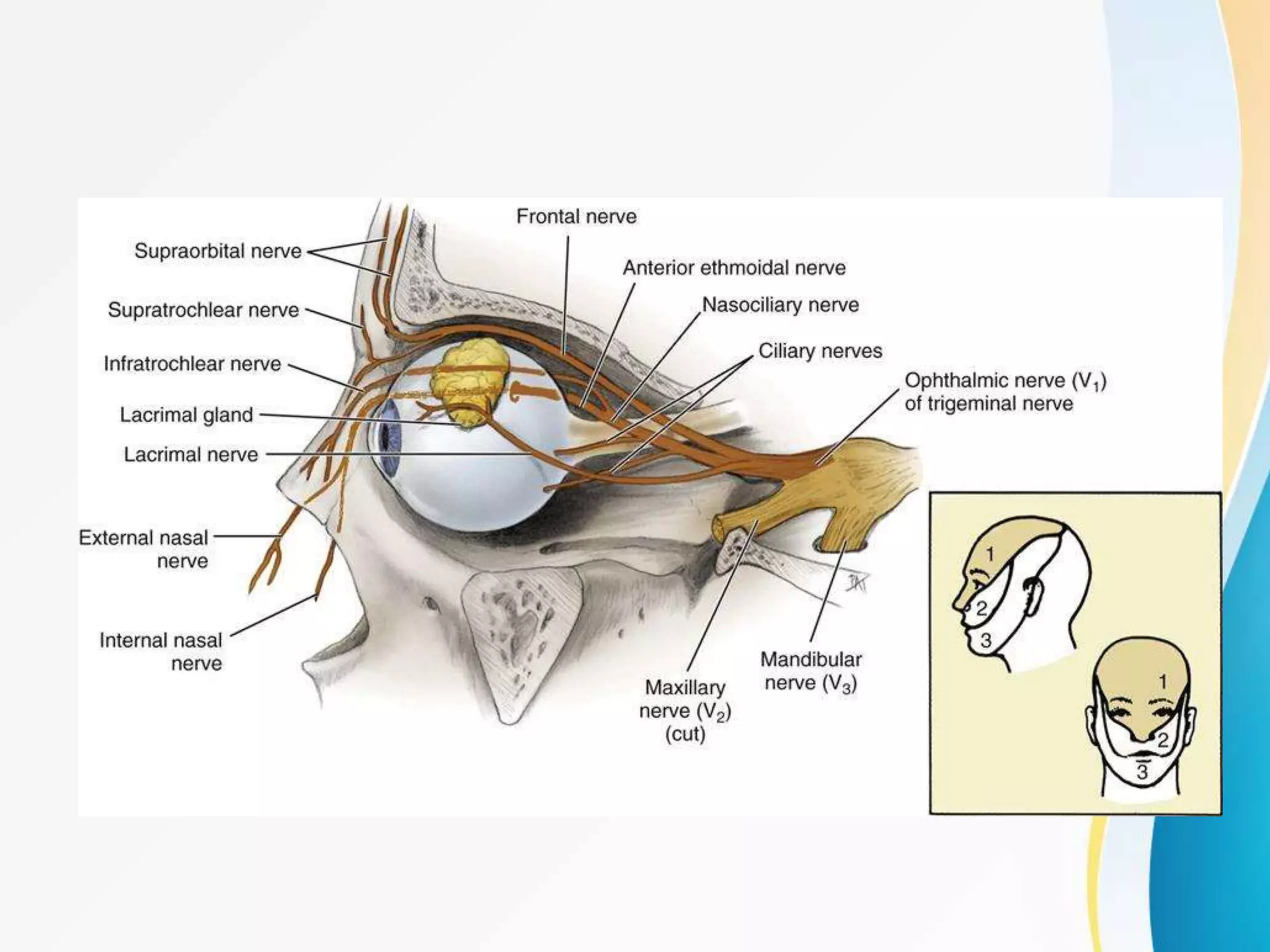 The cerebello pontine angle | PPTX