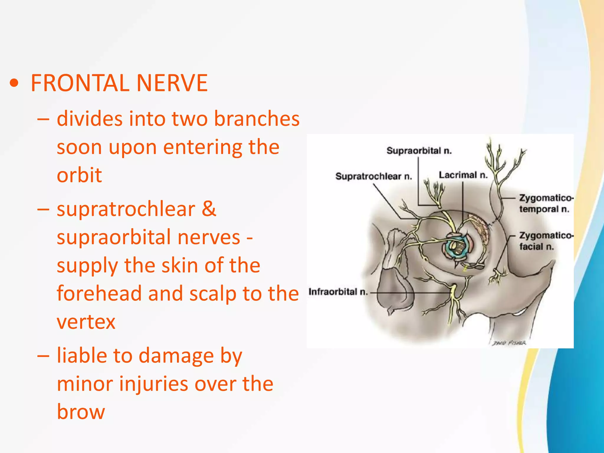 The cerebello pontine angle | PPTX
