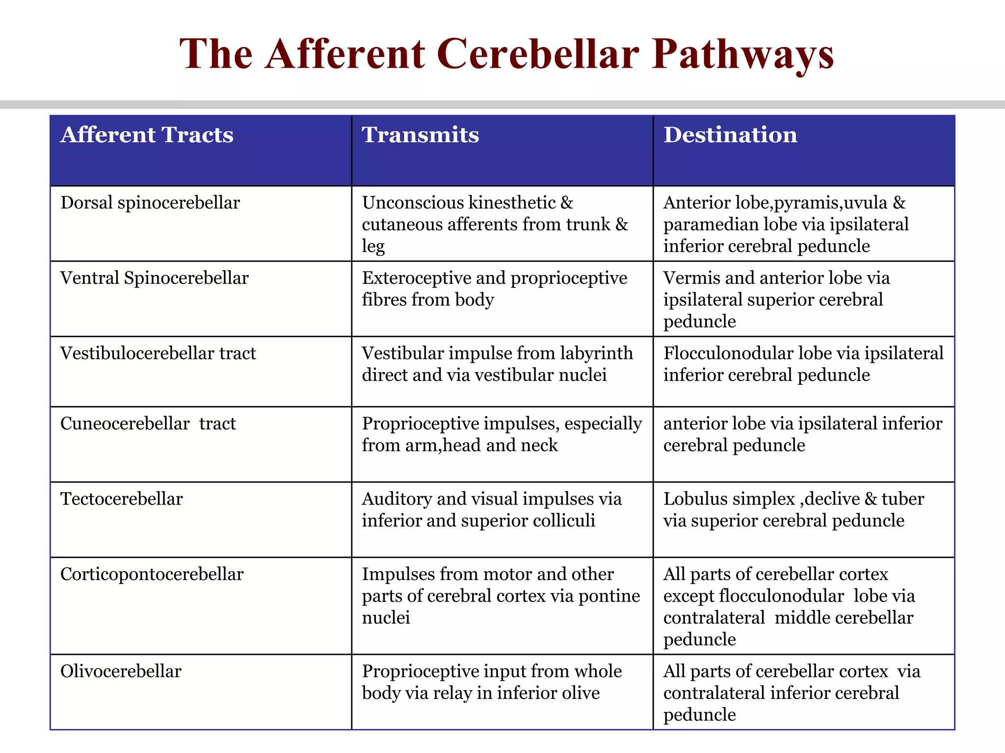 The cerebellum | PPTX