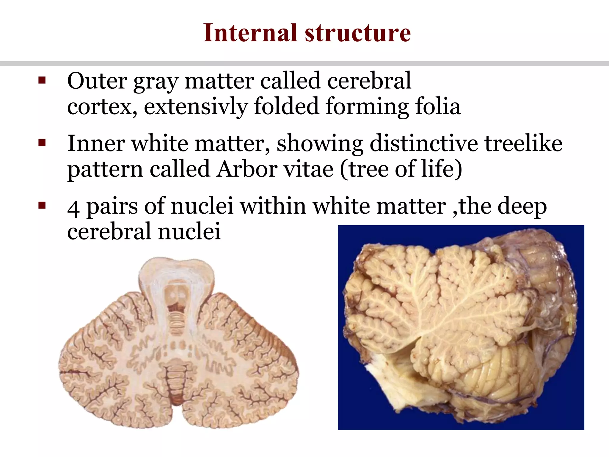 The cerebellum | PPTX
