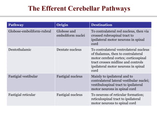 The cerebellum | PPTX