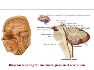 The cerebellum | PPTX
