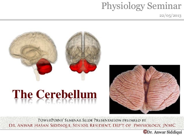 The cerebellum