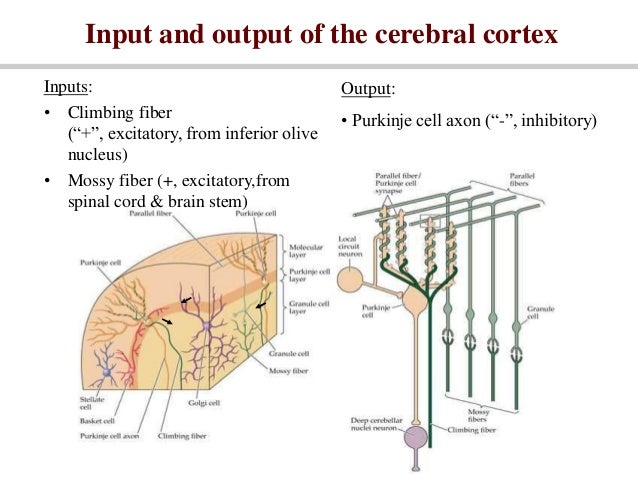 The cerebellum