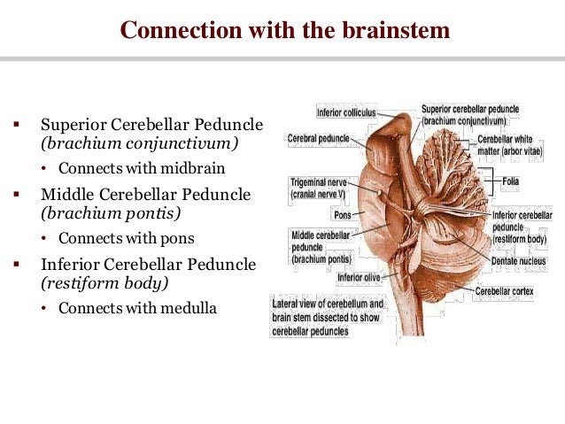 The cerebellum