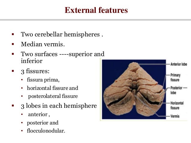 The cerebellum