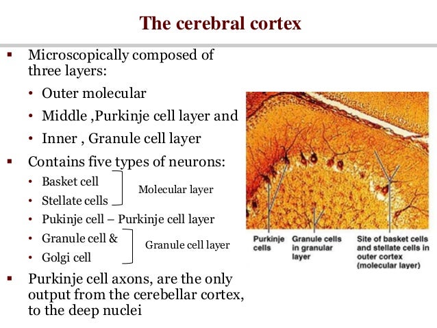 The cerebellum
