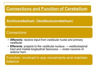The cerebellum | PPT