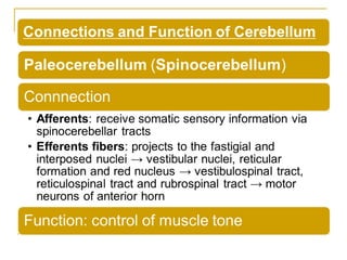 The cerebellum | PPT